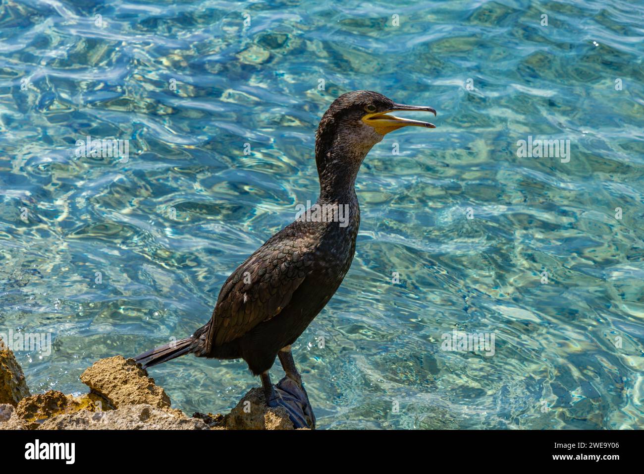 Great black cormorant bird on the shore of the Adriatic Sea in Croatia ...