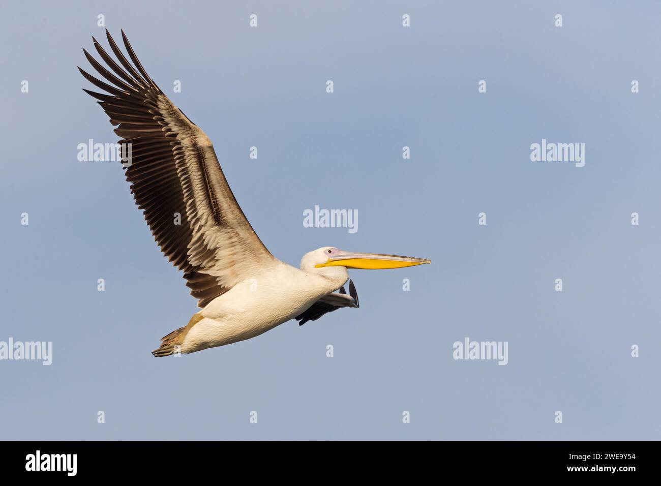 Weisser pelikan hi-res stock photography and images - Alamy