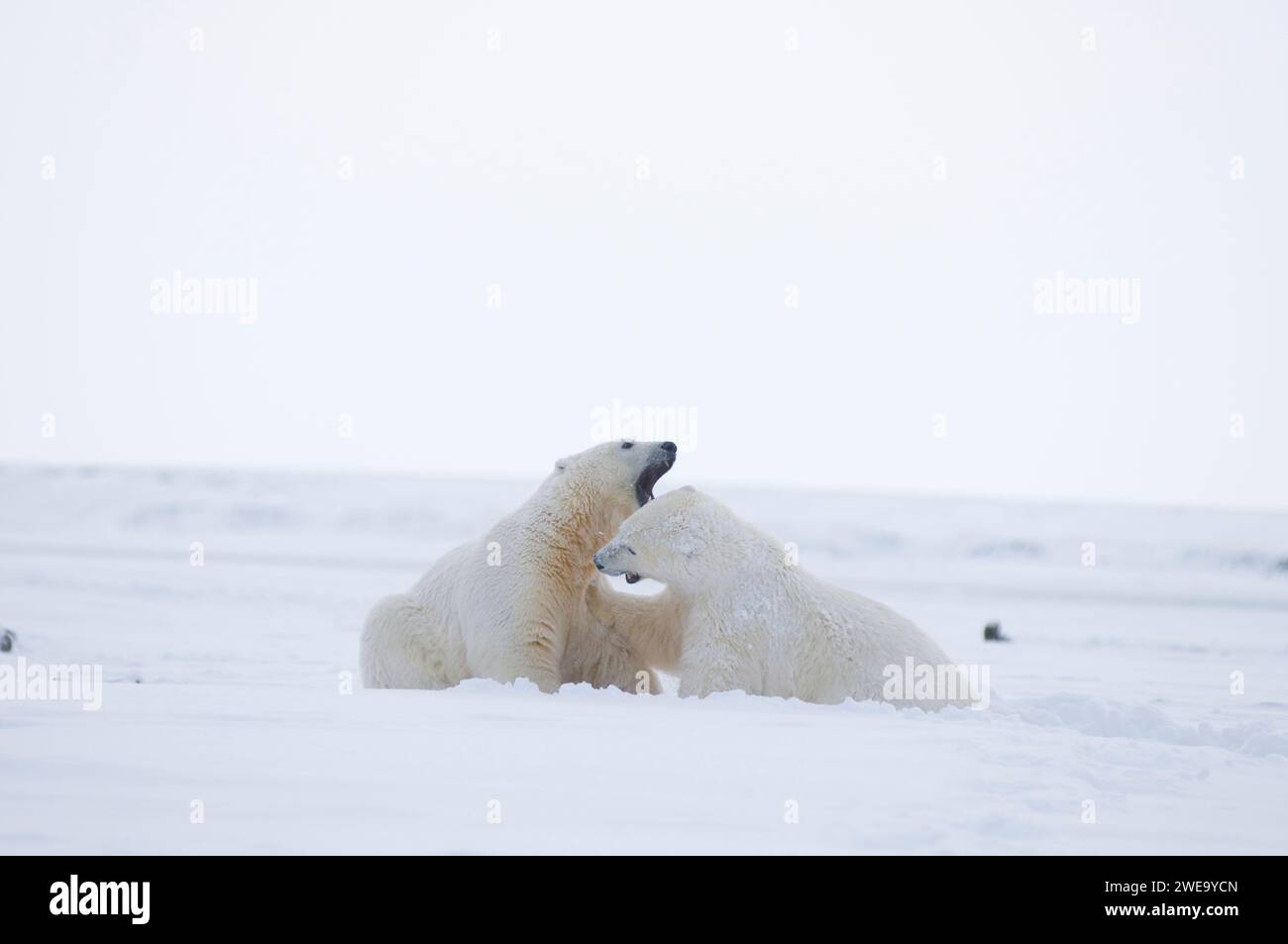 polar bears Ursus maritimus cubs playing and traveling across newly formed pack ice during fall ...