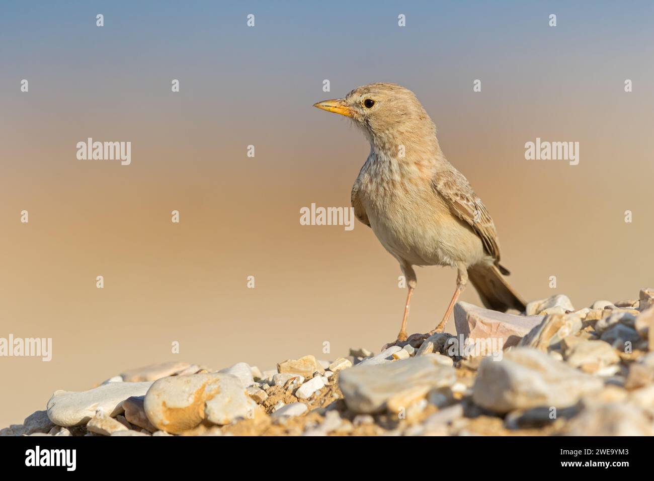 Steinlerche, Ammomanes deserti, Ammomane isabelline Stock Photo - Alamy