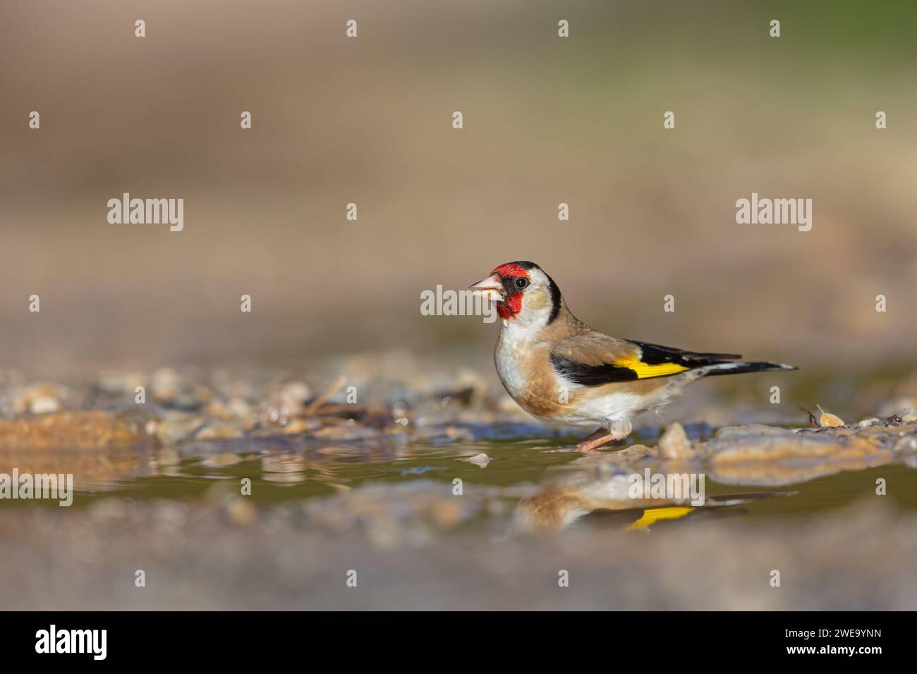 Distelfink hi-res stock photography and images - Alamy