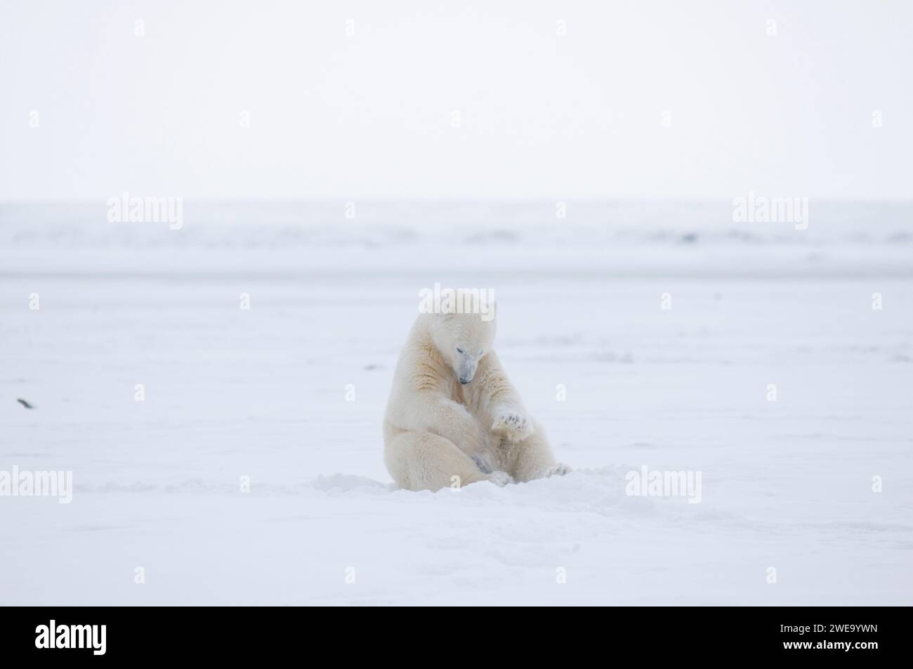 polar bear Ursus maritimus large cub rolling around and cleaning its ...