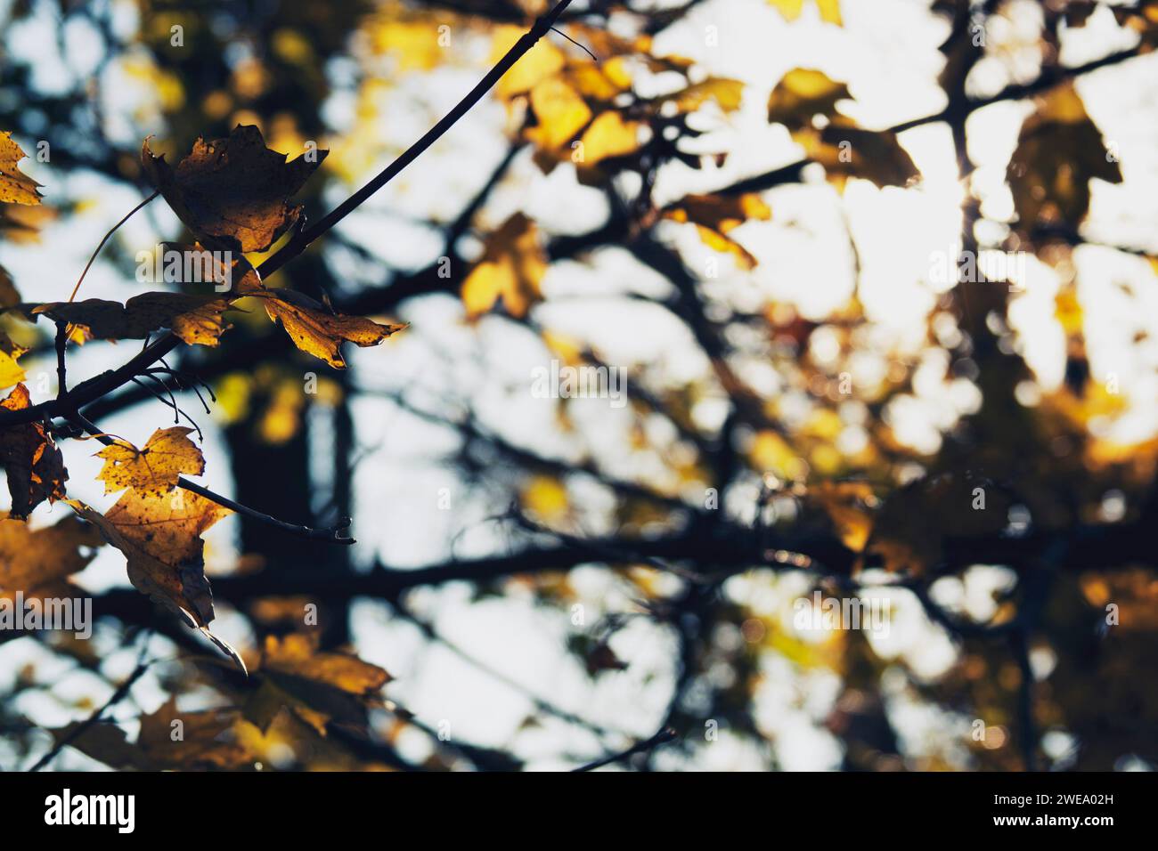 Close-up of fall foliage on native silver maple tree at sunset Stock ...
