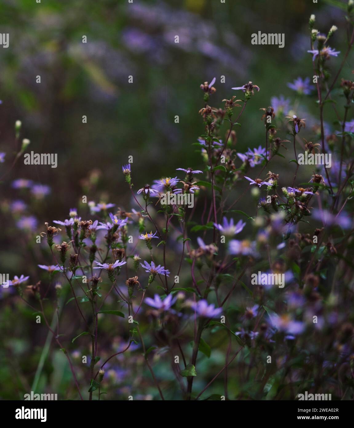 Aster woods purple hi-res stock photography and images - Alamy