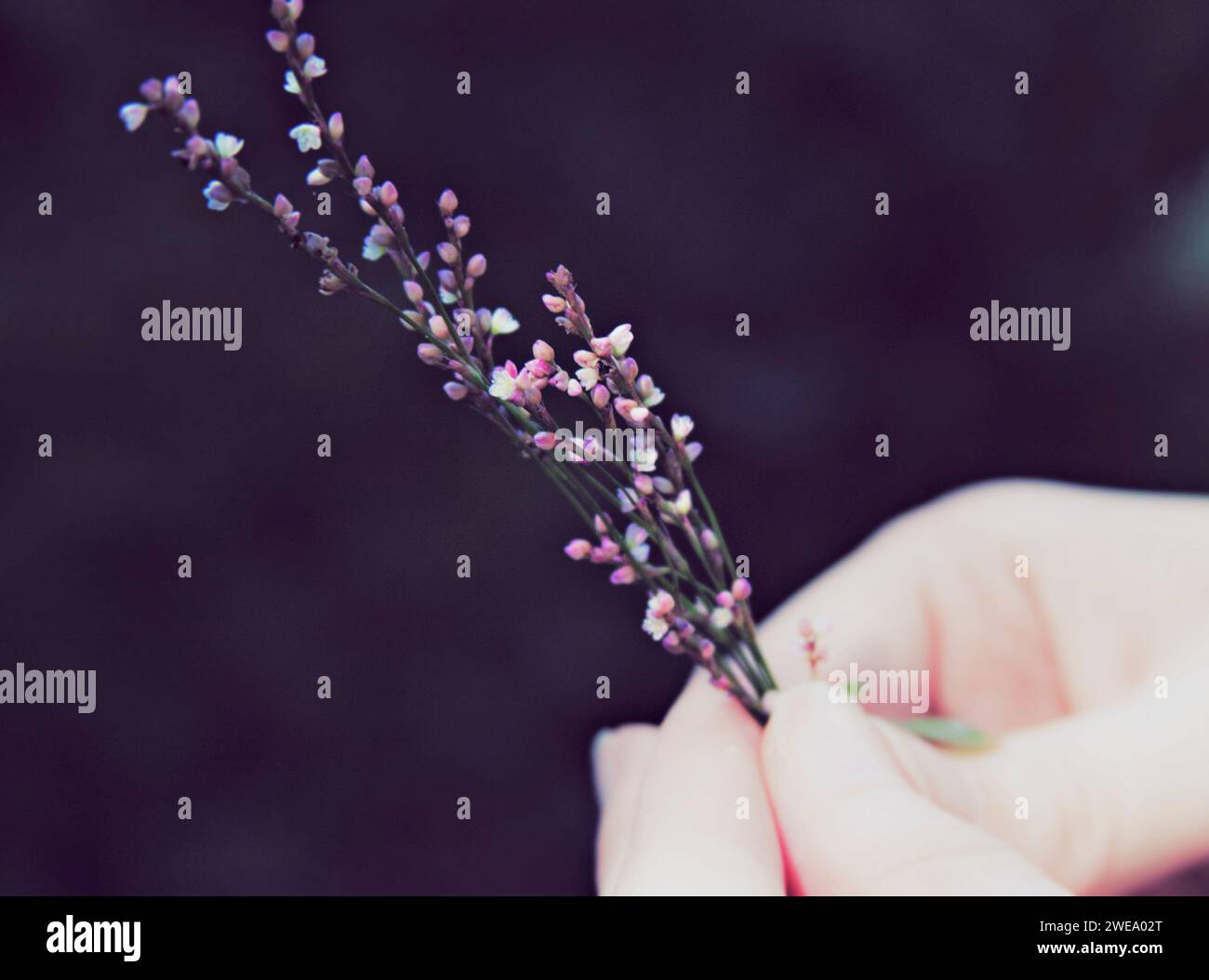 Native indigenous plants hi-res stock photography and images - Alamy