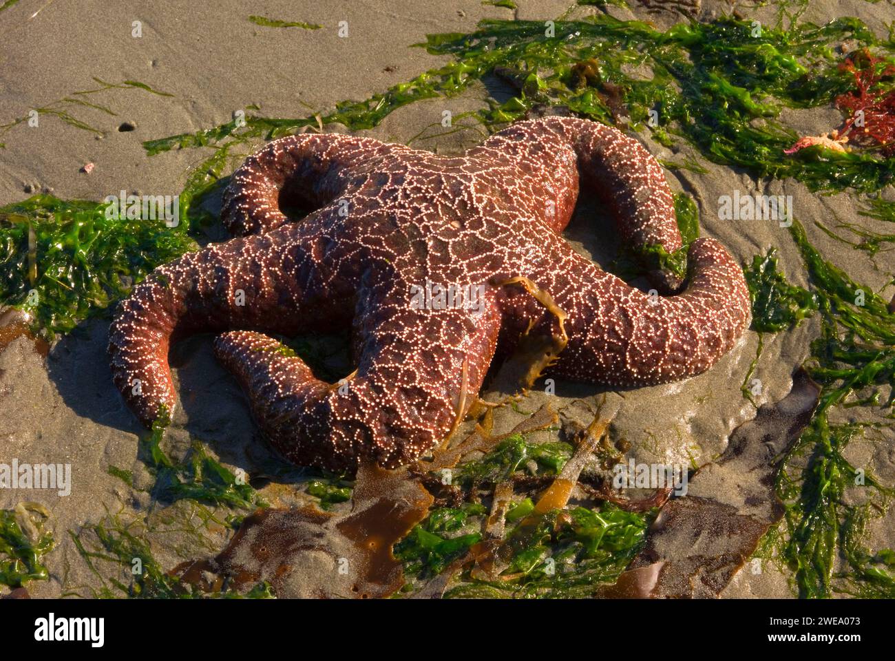 Tidepool starfish, Shipwreck Point Natural Area Preserve, Washington ...