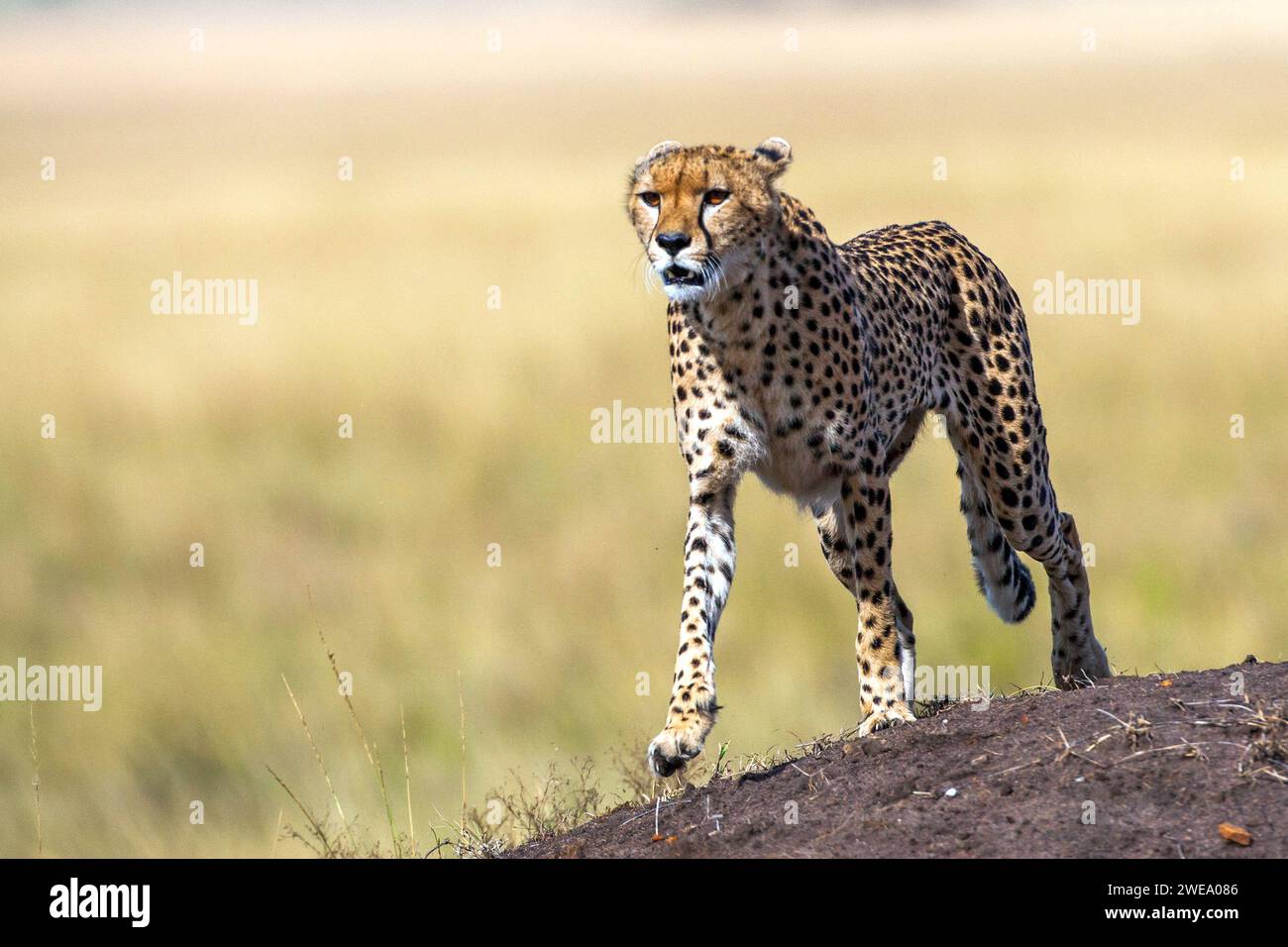 Jagd auf raubtiere hi-res stock photography and images - Alamy