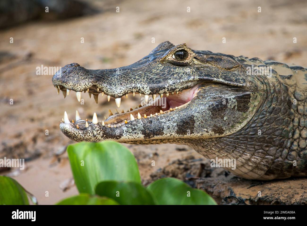 Brillenkaiman (Caiman yacare), Brasilien, Pantanal Stock Photo - Alamy