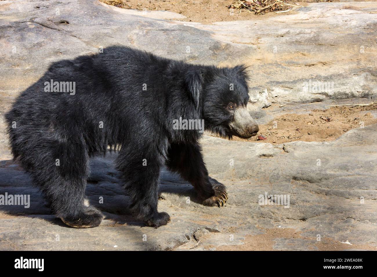 Lippenbär (Melursus ursinus Stock Photo - Alamy
