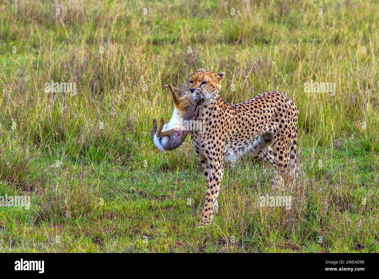 Jagd auf raubtiere hi-res stock photography and images - Alamy