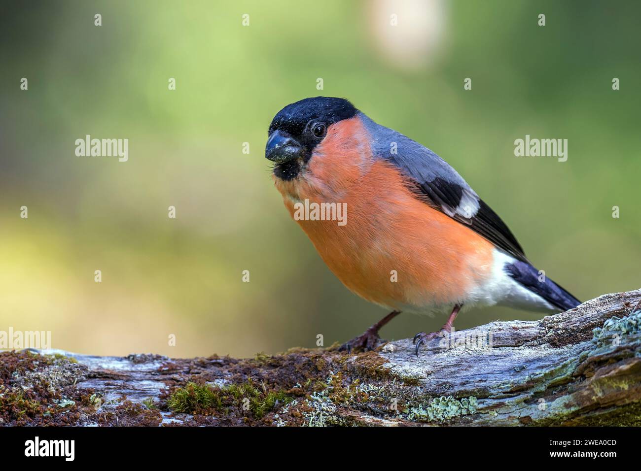 Gimpel hi-res stock photography and images - Alamy