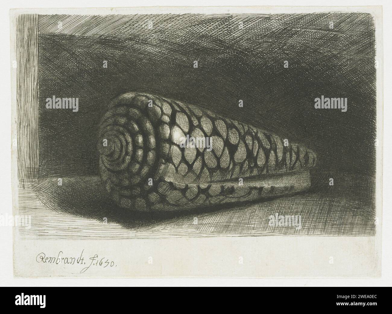 Rembrandt shell hi-res stock photography and images - Alamy