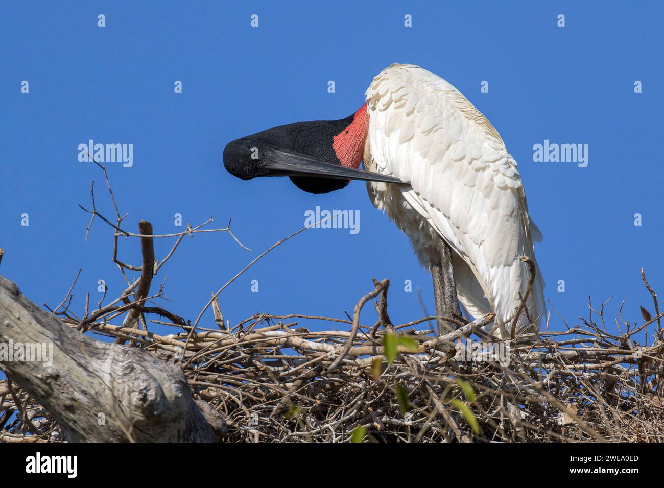 Jabiru störche hi-res stock photography and images - Alamy