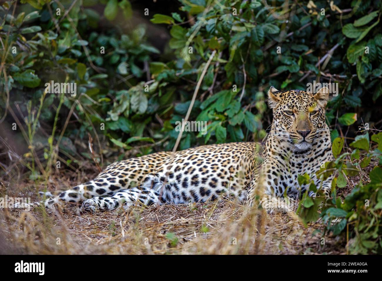 Leopard (Panthera pardus) juvenil, Ruhephase, Afrika, Sambia Stock ...