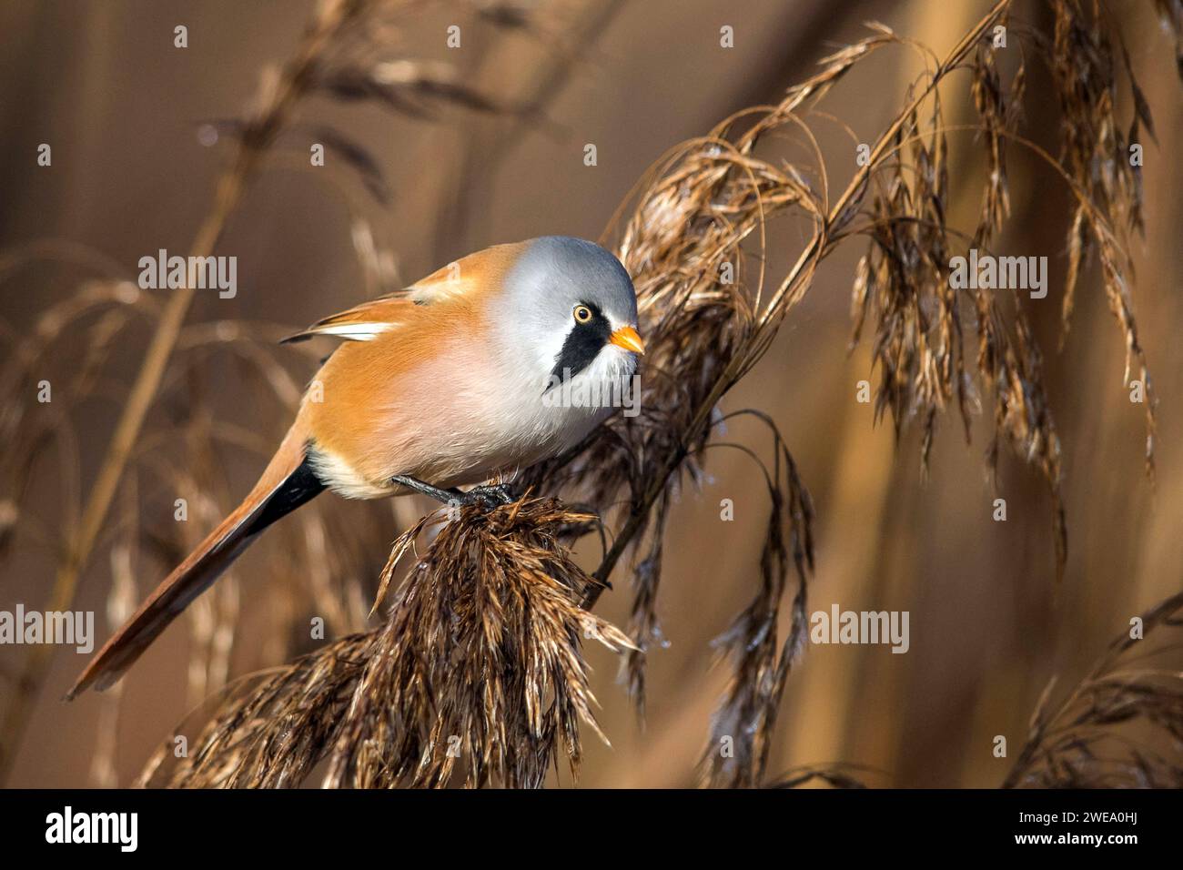 Bartmeise (Panurus biarmicus), Singvogel, Meisen Stock Photo - Alamy