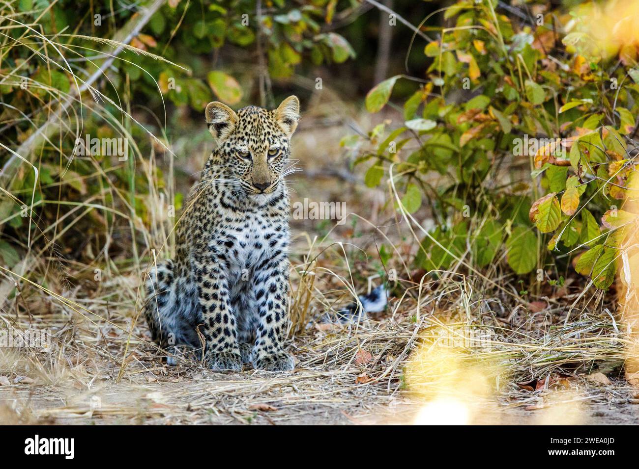 Leopard (Panthera pardus) juvenil, Ruhephase, Afrika, Sambia Stock ...