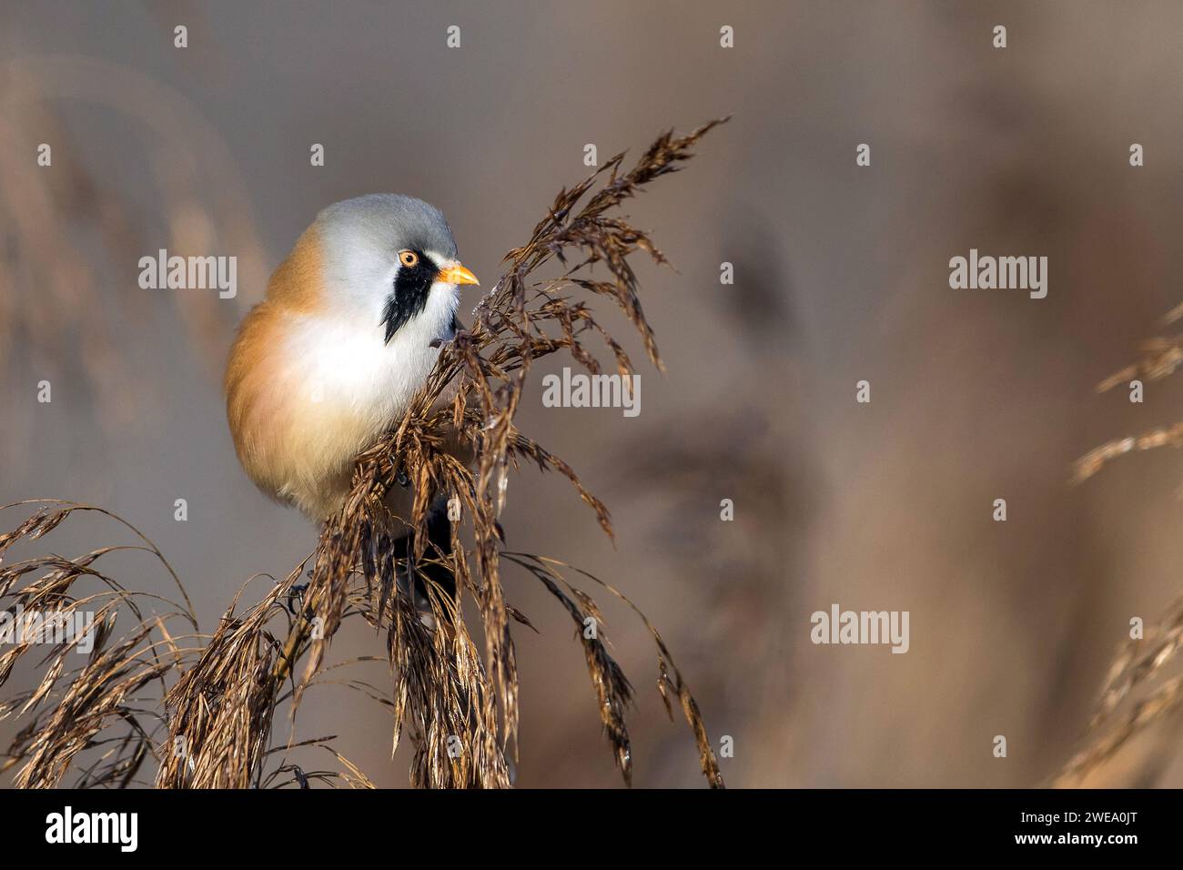 Bartmeise (Panurus biarmicus), Singvogel, Meisen Stock Photo - Alamy