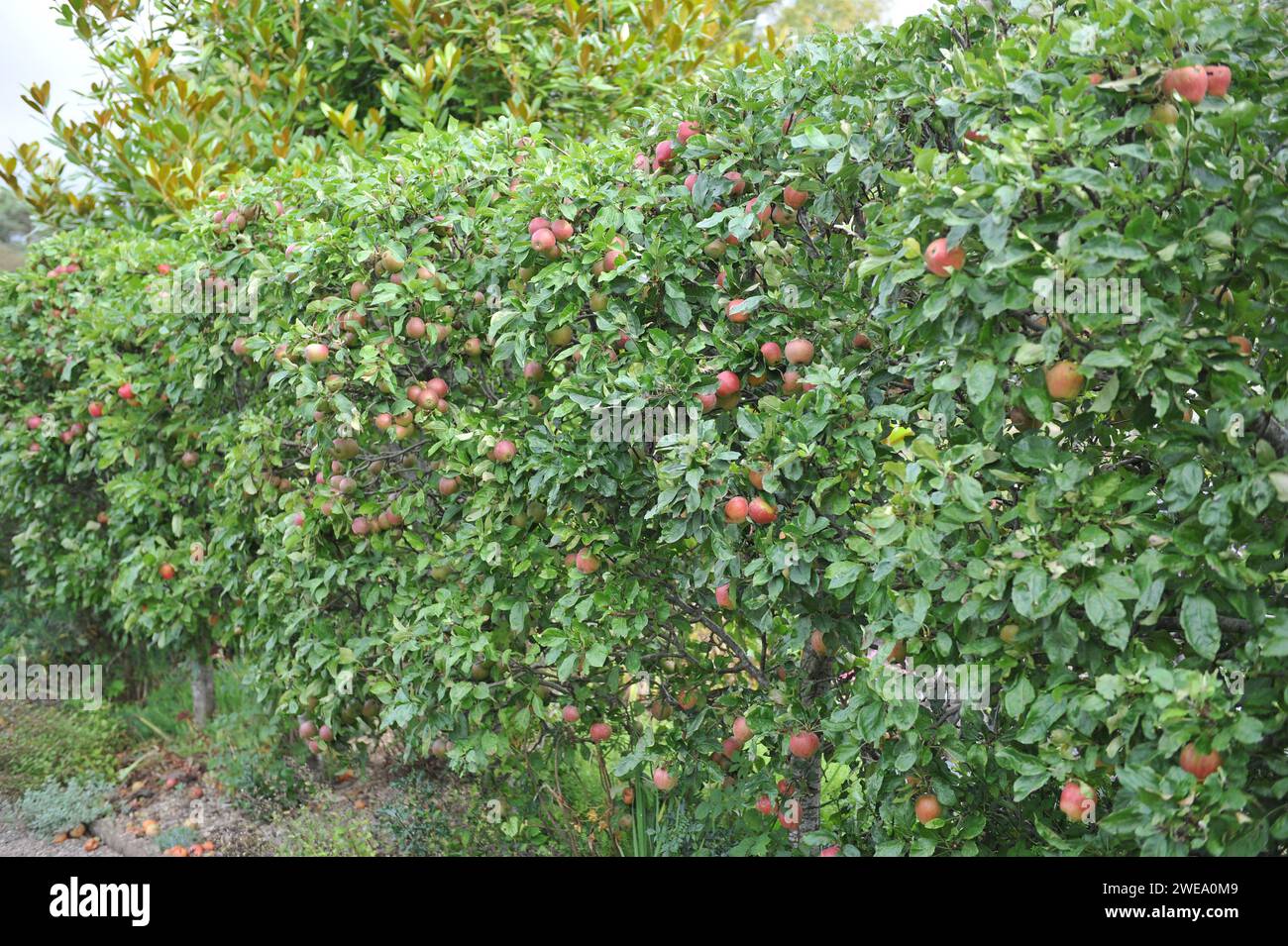 Outdoor food court hi-res stock photography and images - Alamy