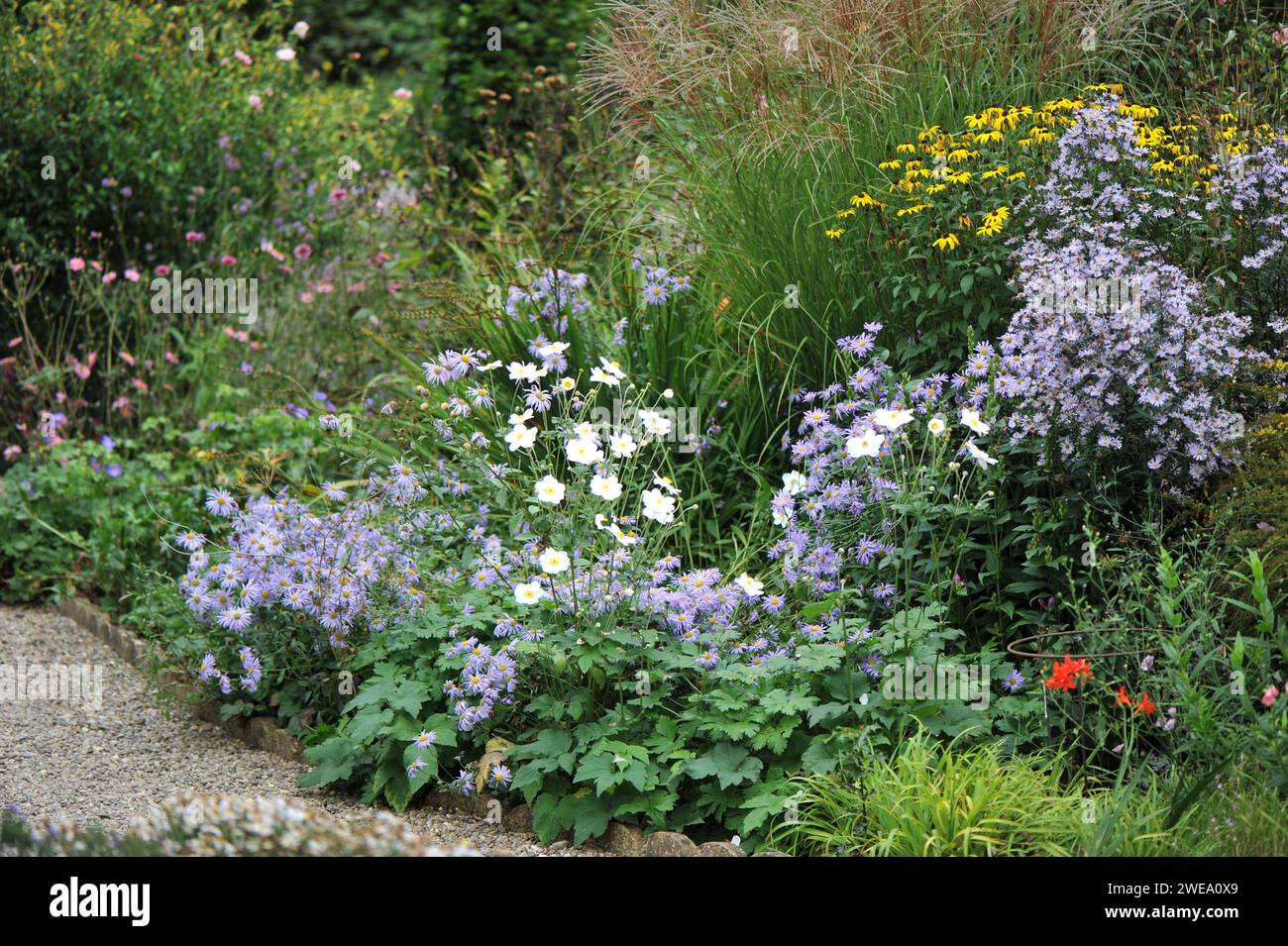 Autumn flower bed: New York Aster (Symohyotrichum novi-belgii), orange ...