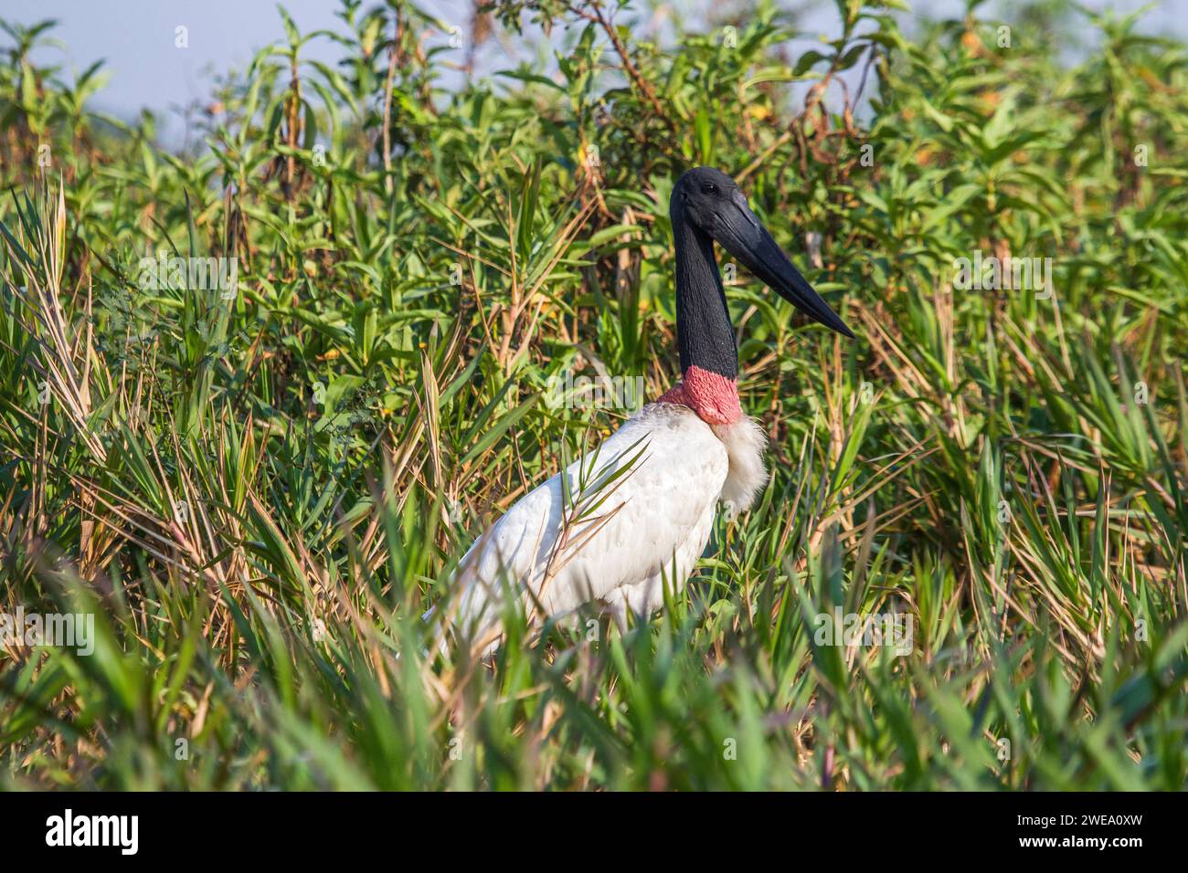 Jabiru störche hi-res stock photography and images - Alamy