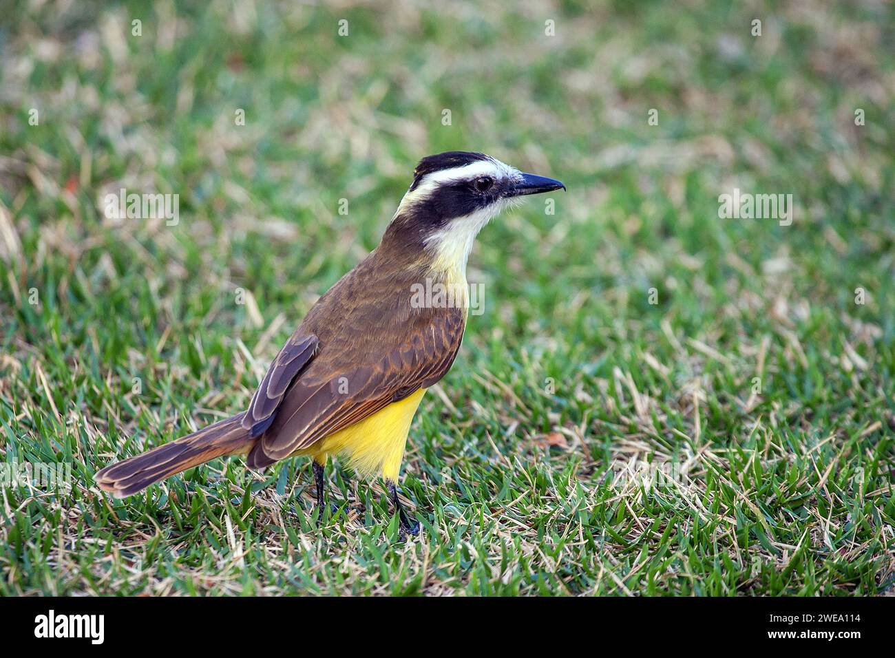 Bem-te-vi, Schwefeltyrann (Pitangus sulphuratus Stock Photo - Alamy