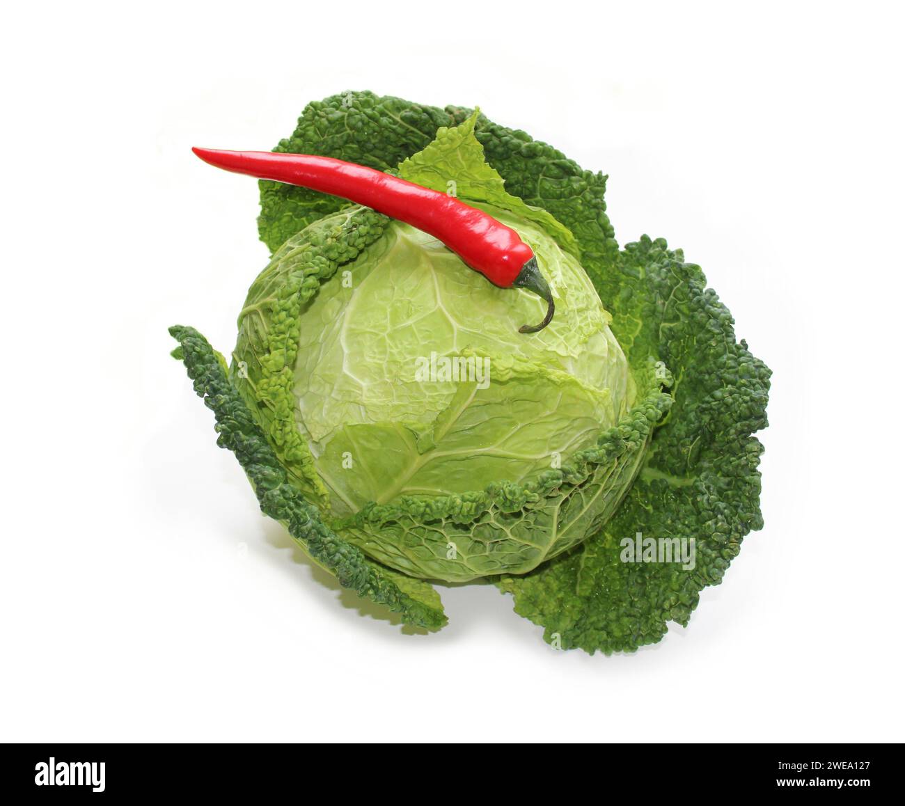 green curly savoy cabbage leaves with a red chili pepper isolated, for ...