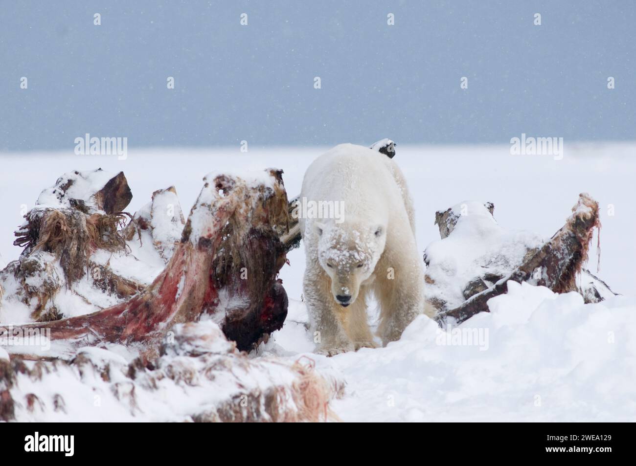 polar bear Ursus maritimus old boar scavenging on whale bones for meat ...
