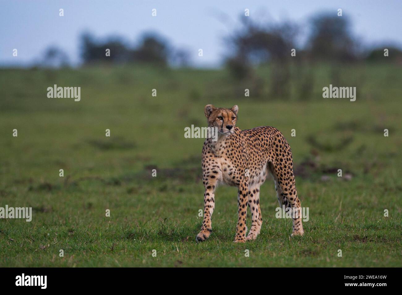 Gepard auf der jagd hi-res stock photography and images - Alamy