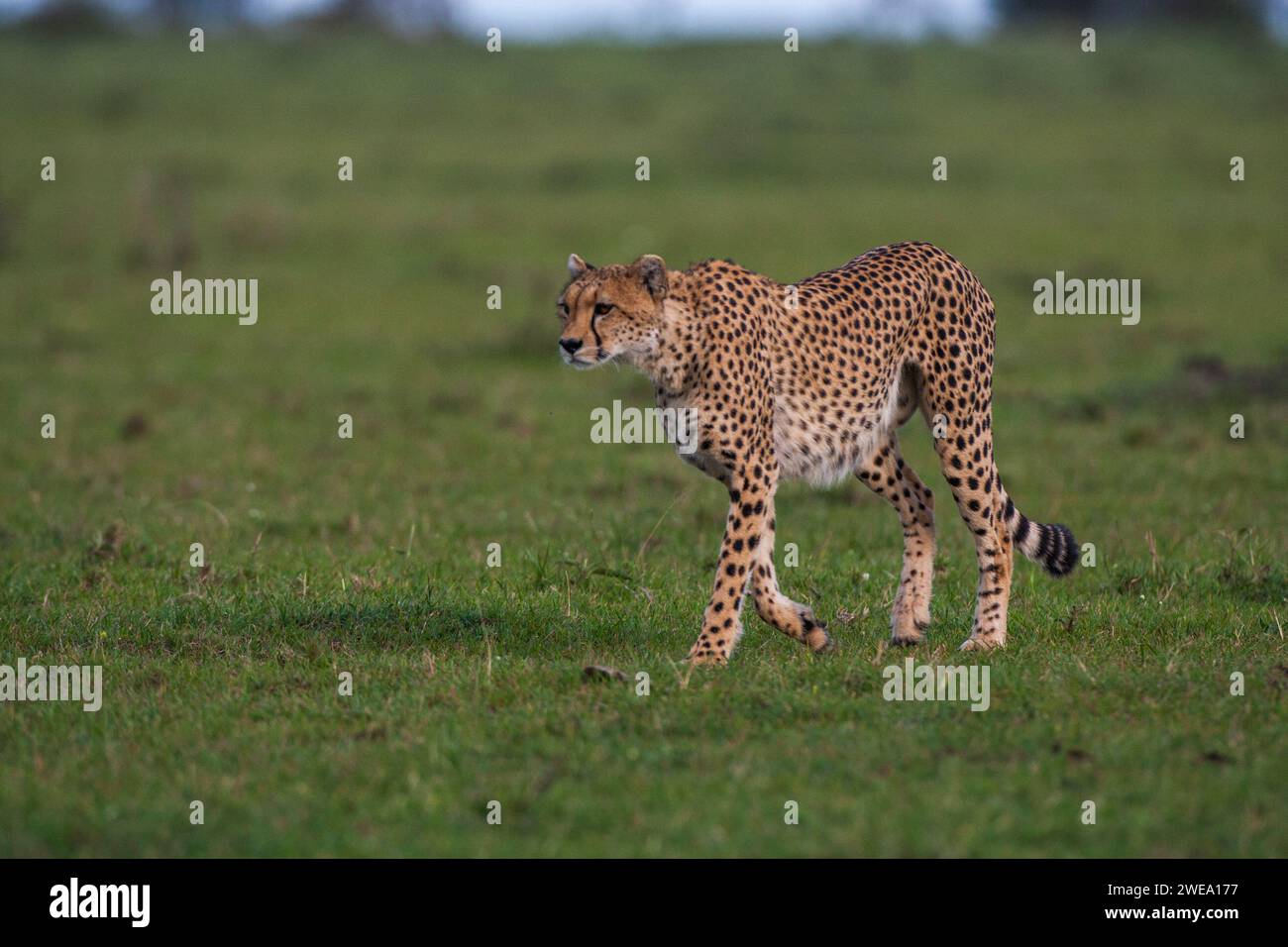 Gepard auf der jagd hi-res stock photography and images - Alamy