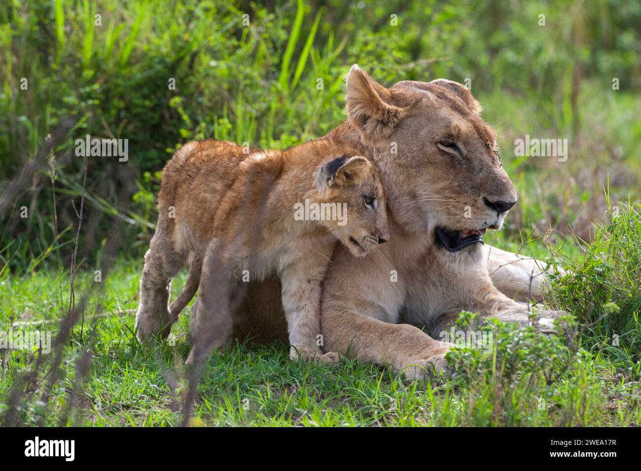 Mutterliebe hi-res stock photography and images - Alamy