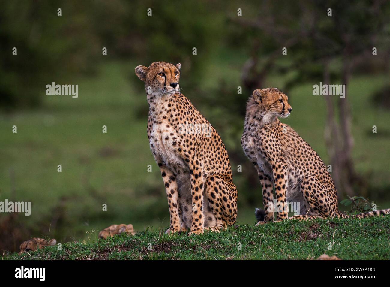 Gepard auf der jagd hi-res stock photography and images - Alamy