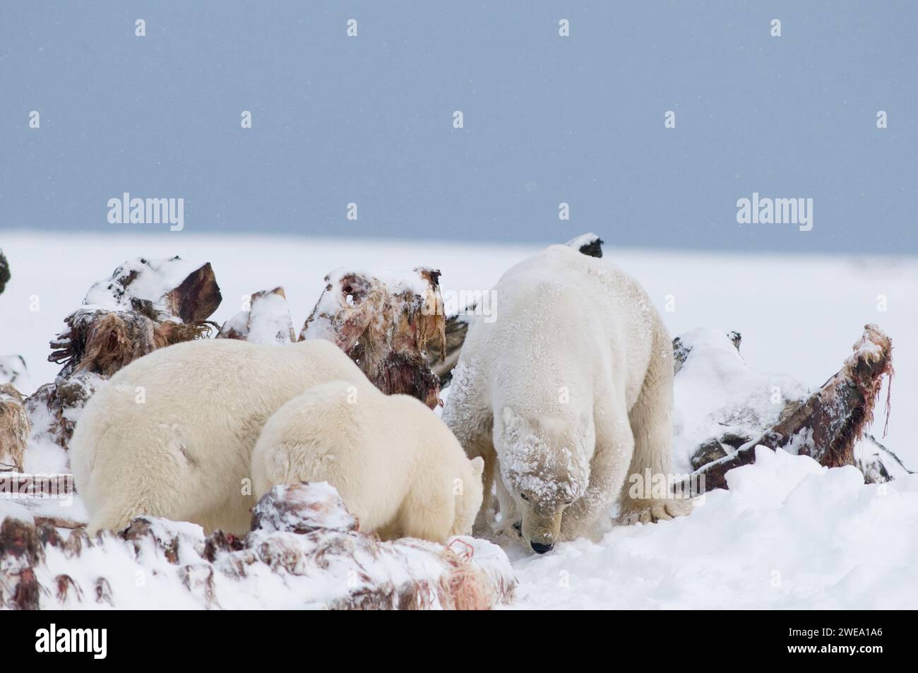 polar bears Ursus maritimus old boar sow with cubs scavenging on whale ...