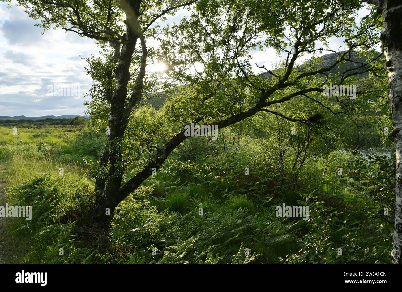 Birch trees on the shores of Loch Stack, Scottish Highland Stock Photo ...