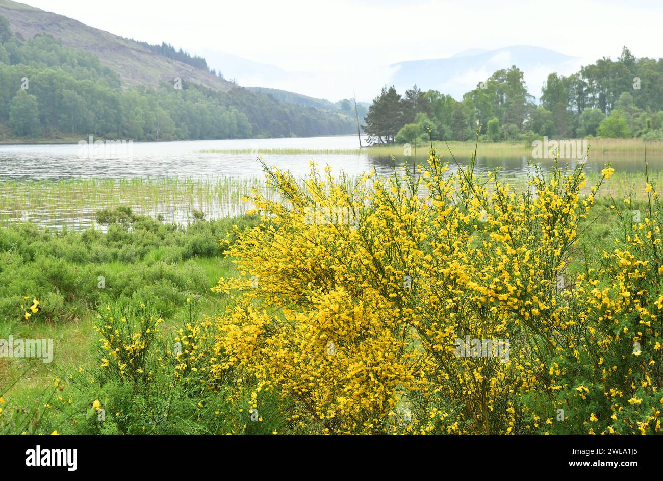 Landscape in the Scottish Highlands with common broom or Scotch broom ...