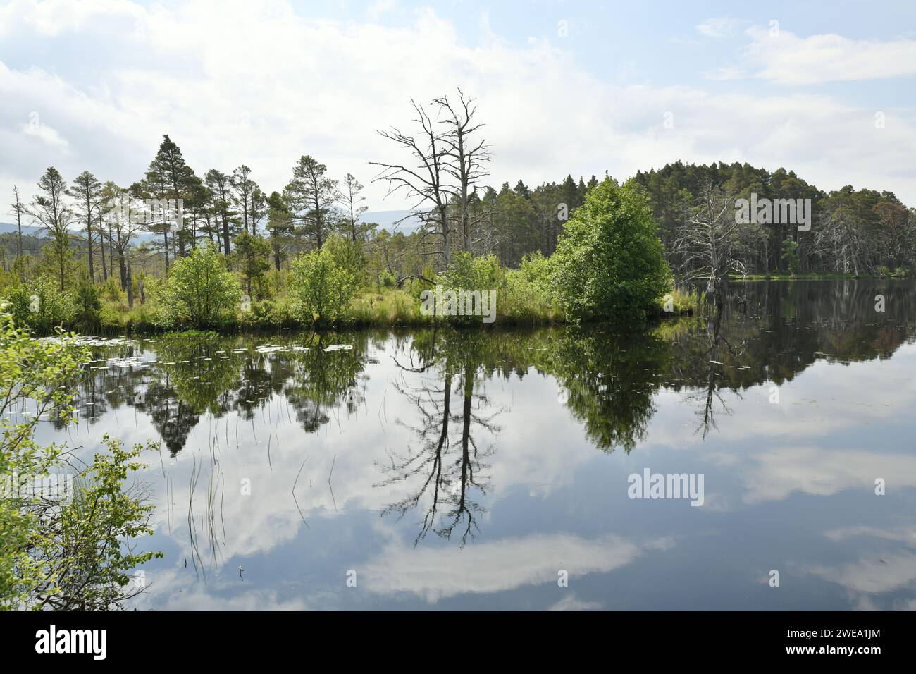 Loch Mallachie, one of the Speyside forest lochs in Abernethy Forest ...