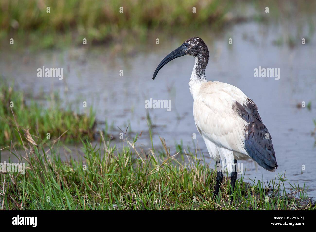 Heiliger ibis hi-res stock photography and images - Alamy