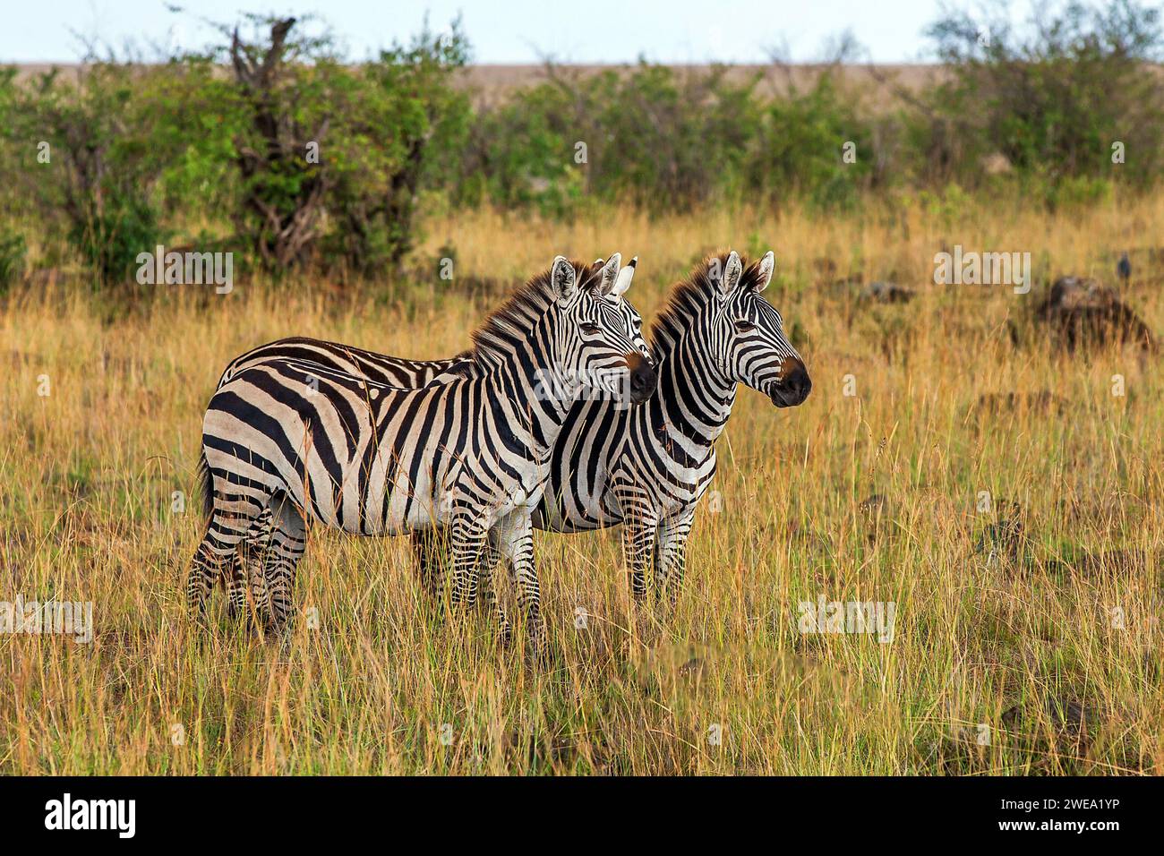 Bergzebra hi-res stock photography and images - Alamy