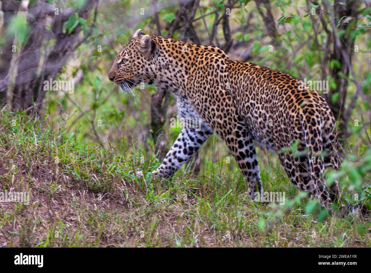 Afrikanischer leopard hi-res stock photography and images - Alamy
