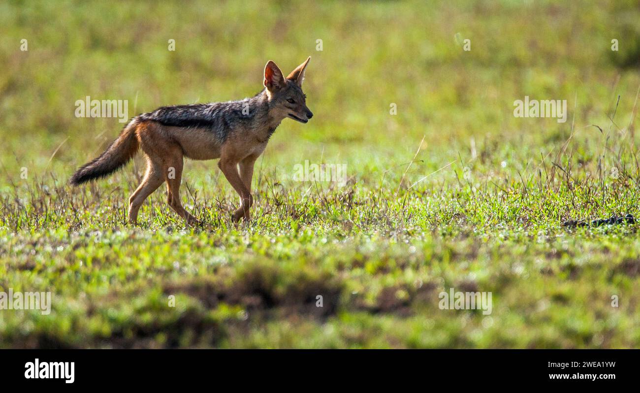 Side striped jackal canis adustus hi-res stock photography and images ...