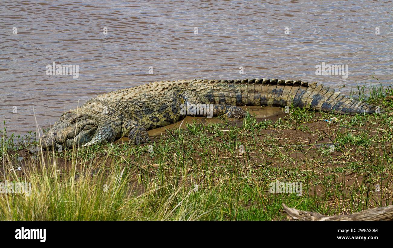 Am mara hi-res stock photography and images - Alamy