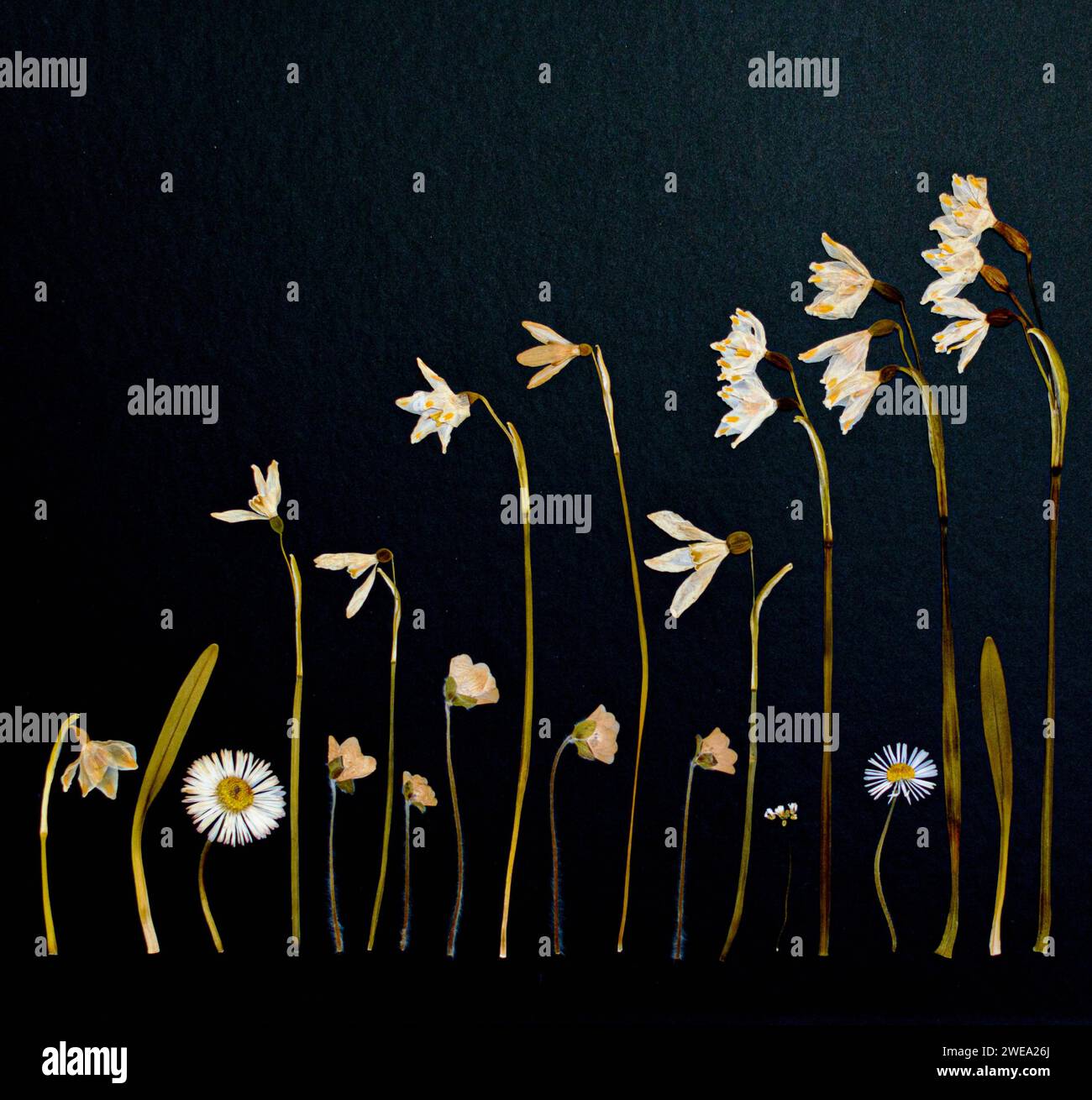 Botany collection hi-res stock photography and images - Alamy