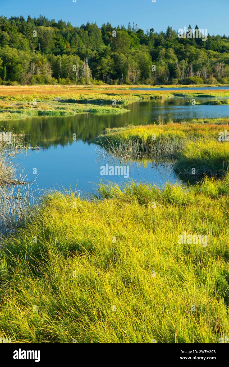 Estuary wetland, Belfair-Theler Wetland Park, Washington Stock Photo ...