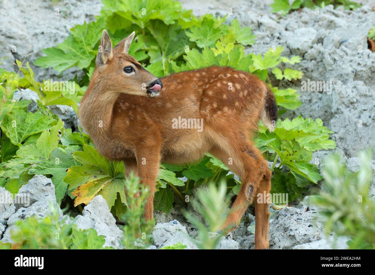 Blacktail deer, Fort Flagler State Park, Washington Stock Photo - Alamy