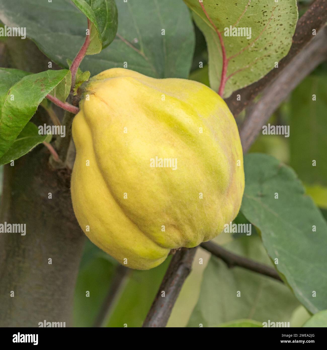 Birnenquitte hi-res stock photography and images - Alamy