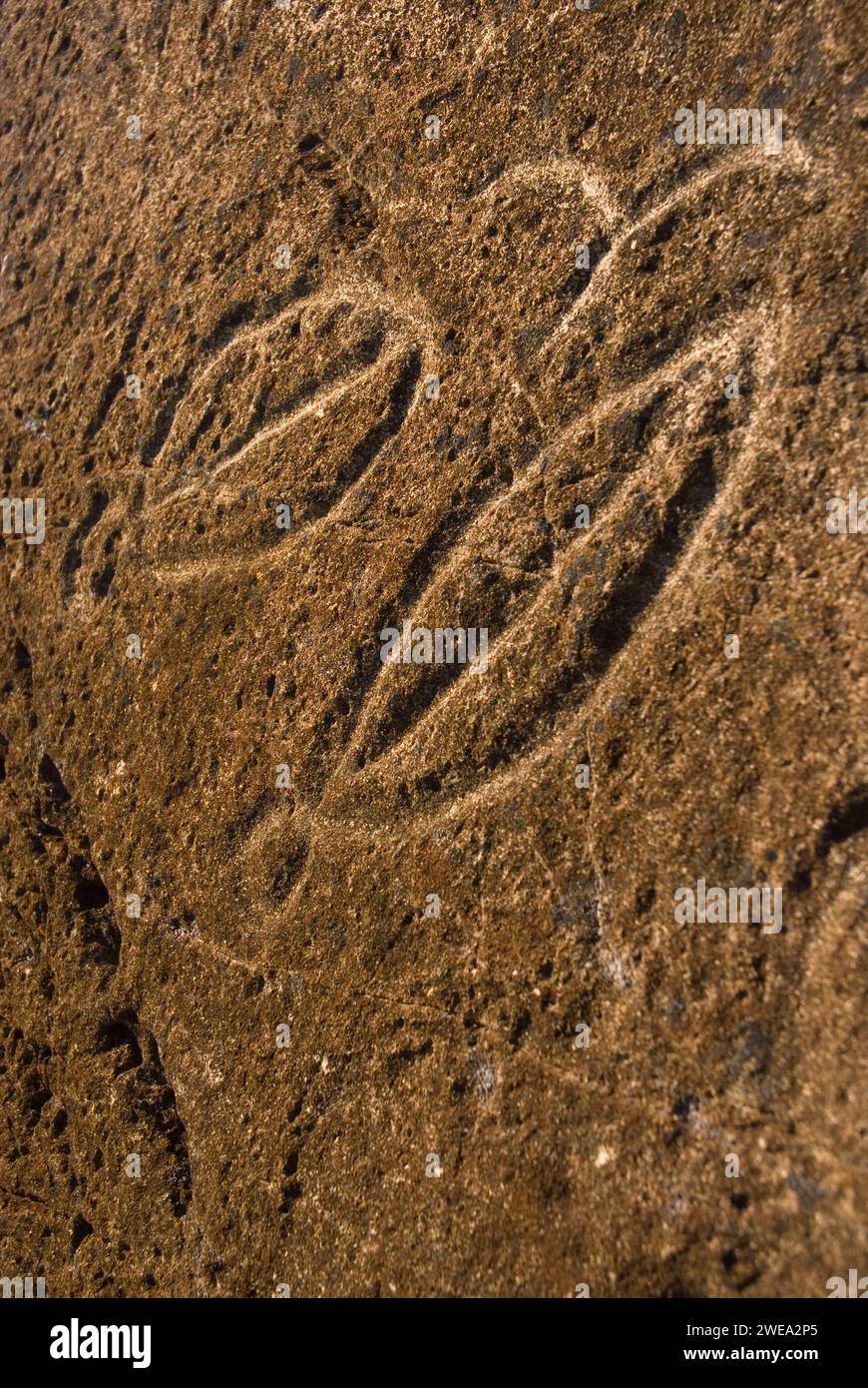 Petroglyphs at Wedding Rock, Olympic National Park, Washington Stock ...