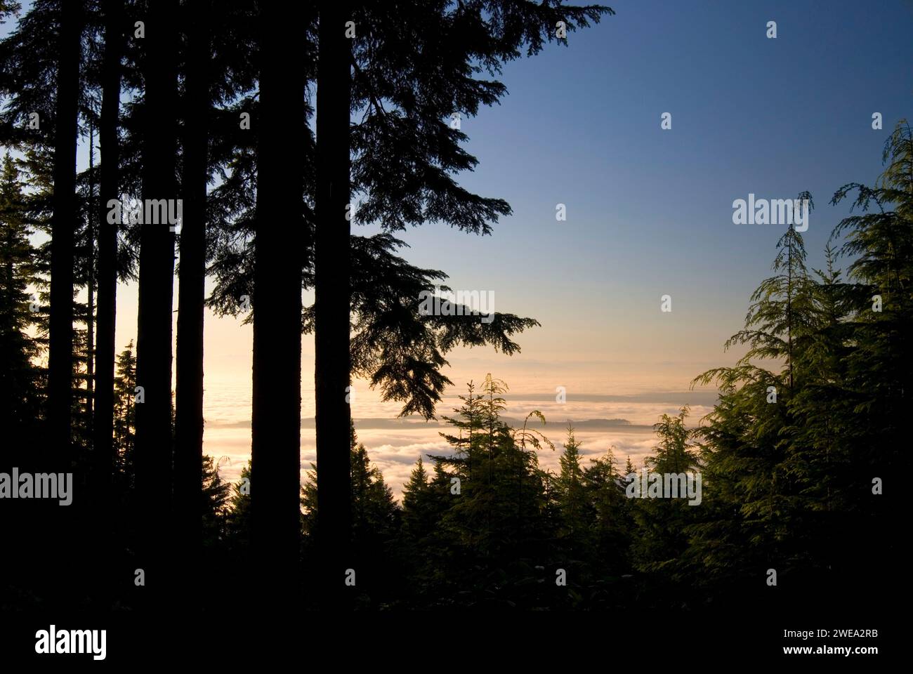 Fir silhouette with fog over Puget Sound from Mt Walker Viewpoint ...
