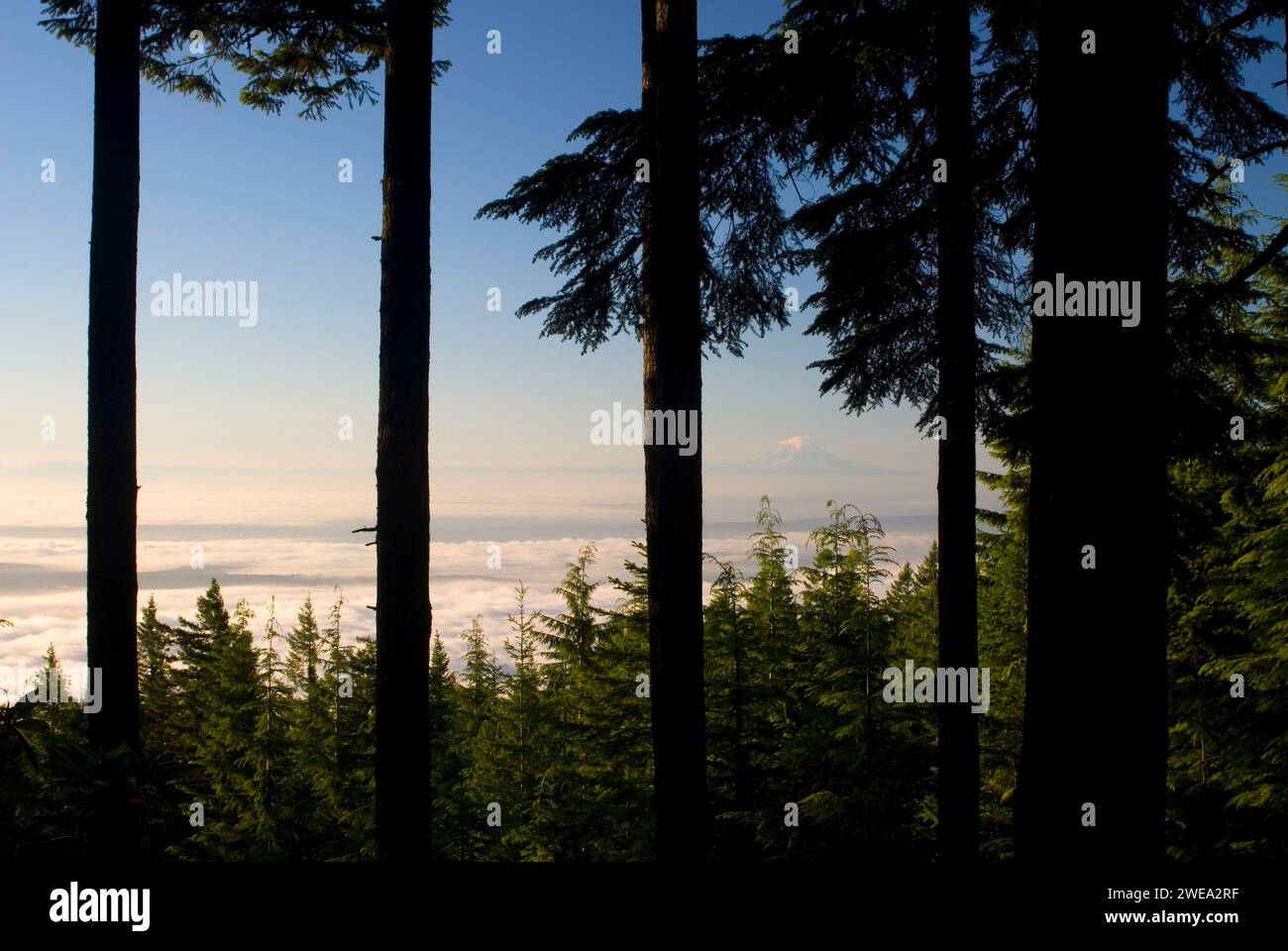 Fir silhouette with fog over Puget Sound from Mt Walker Viewpoint ...