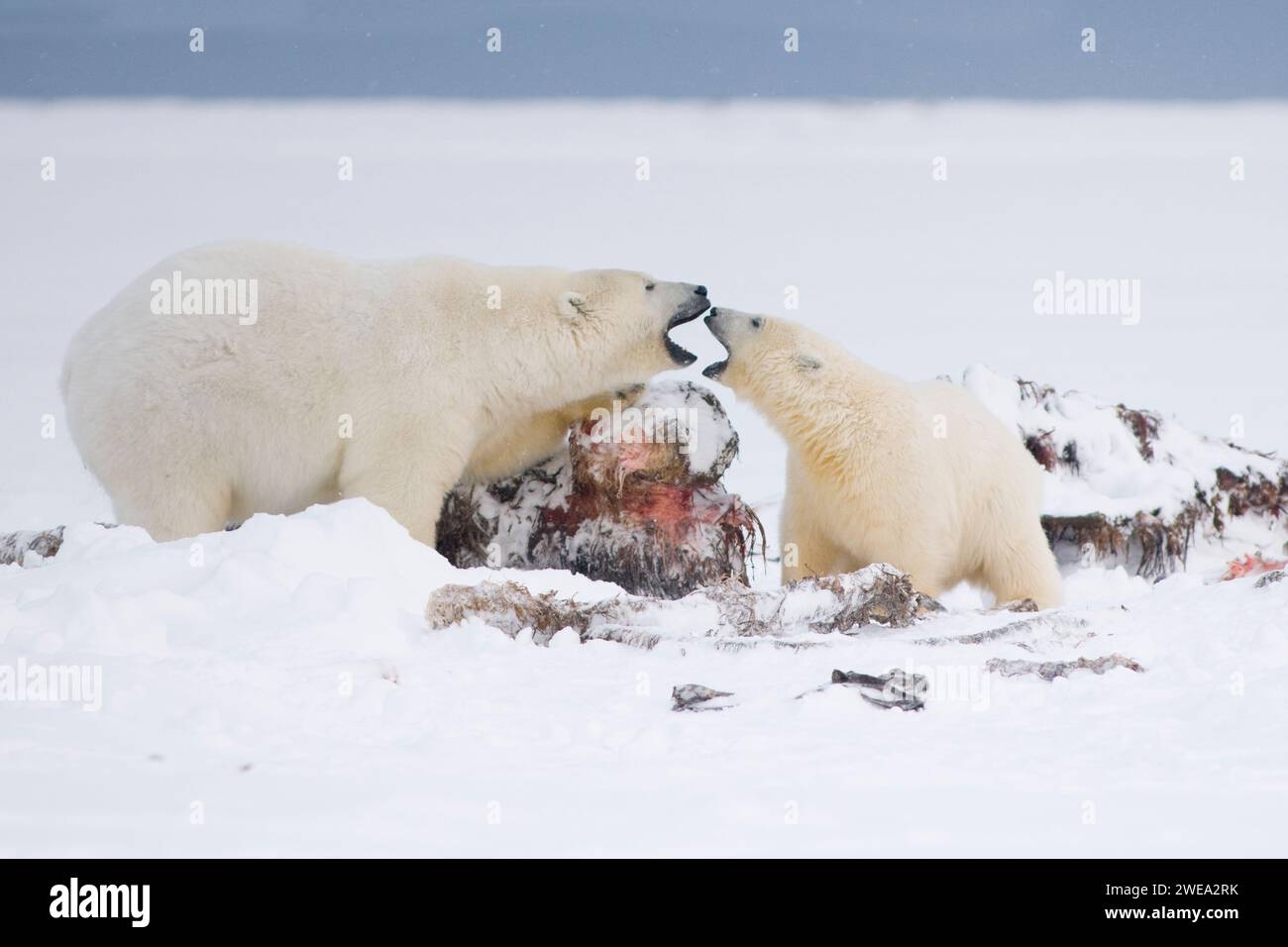 polar bears Ursus maritimus sow with cubs scavenging on whale bones for ...