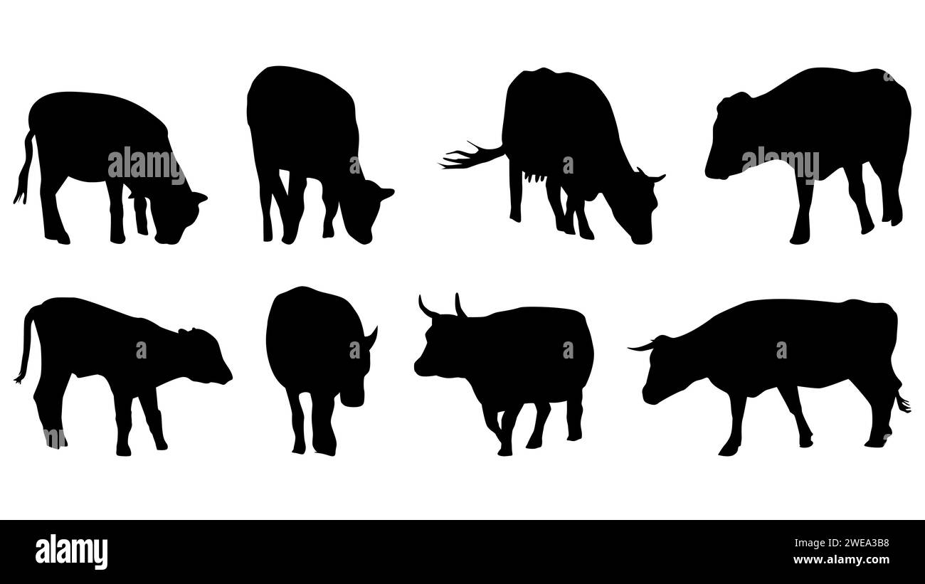 Set of cows in silhouette isolated on white background. The cows eat ...