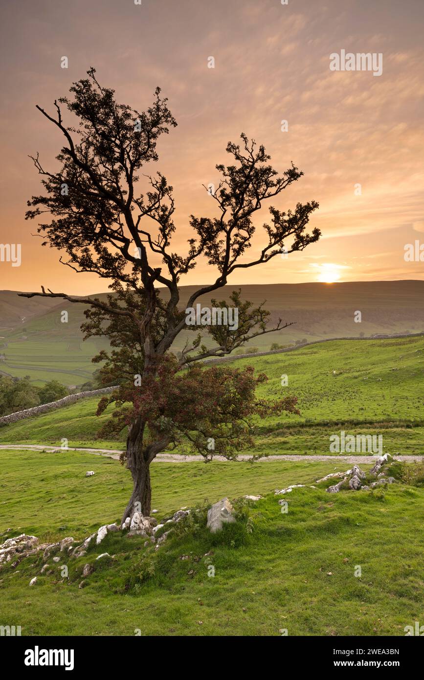 The sun sets behind a lone tree, on the fells above the village of ...